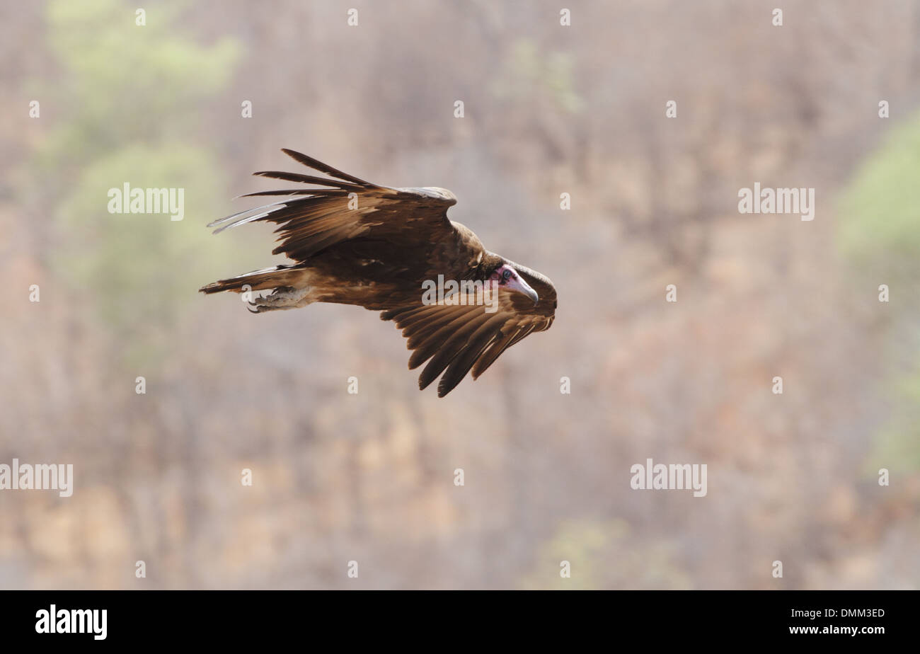 Flying hooded vulture hi-res stock photography and images - Alamy