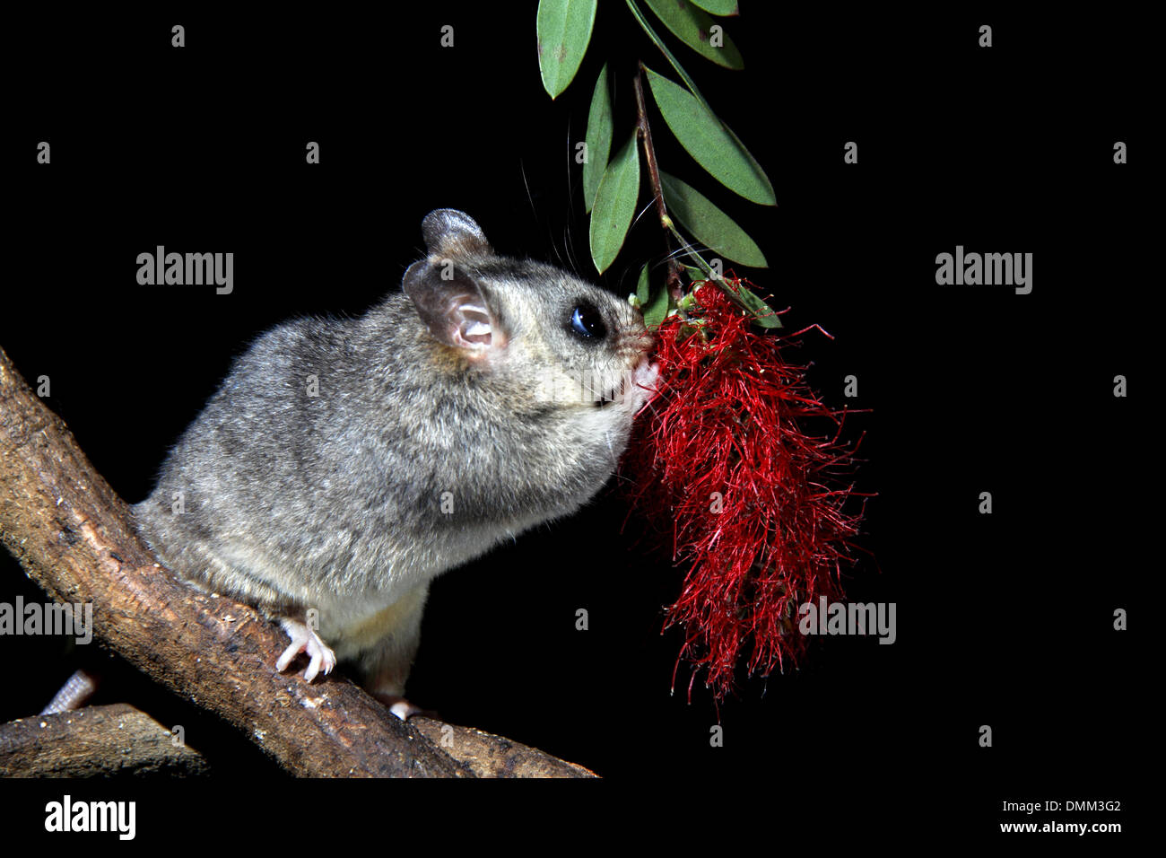 Eastern pygmy possum cercartetus nanus feeding on bottle brush flower ...