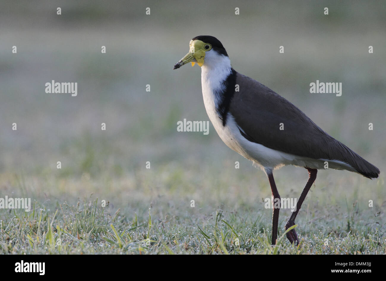 Masked Plover Stock Photos & Masked Plover Stock Images - Alamy