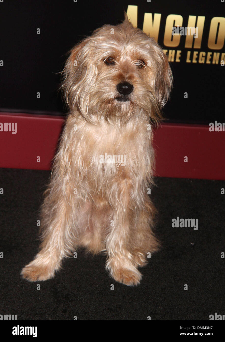 New York, USA. 15th December 2013. BAXTER attends the New York premiere ...