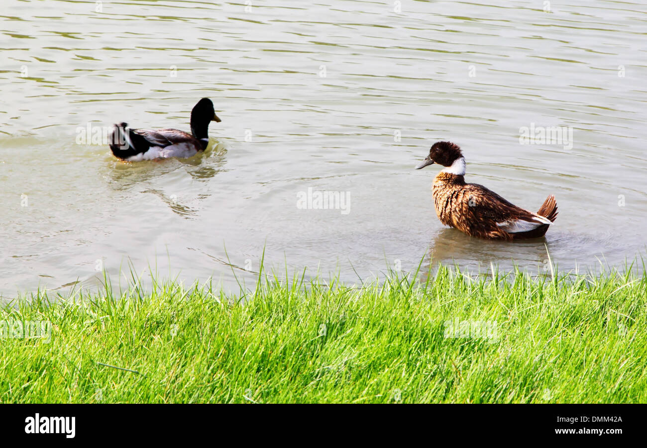 Ducks swimming in water Stock Photo - Alamy