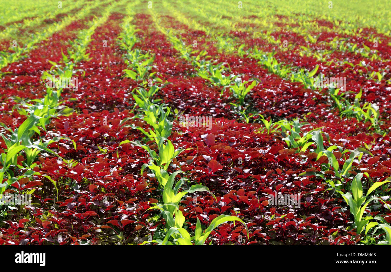 Red spinach and corn field Stock Photo - Alamy