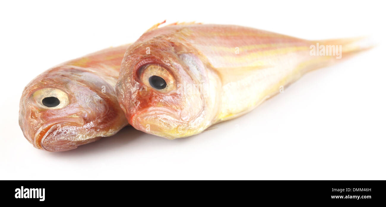 Poa fishes of South asia Stock Photo - Alamy