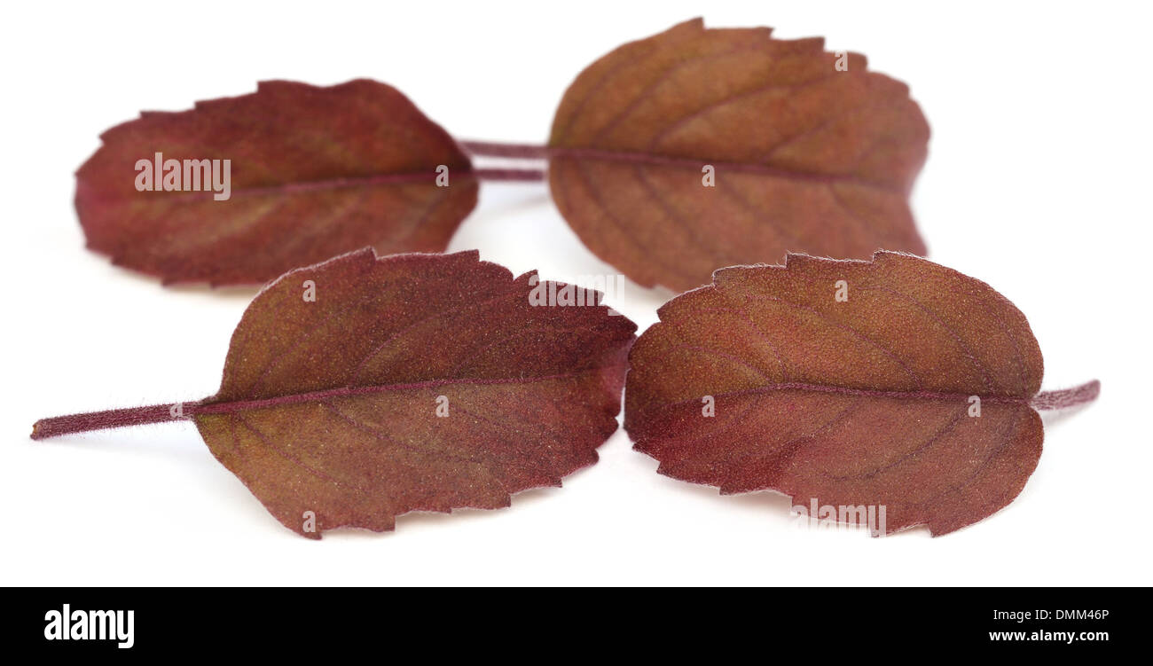Medicinal red tulsi leaves over white background Stock Photo - Alamy