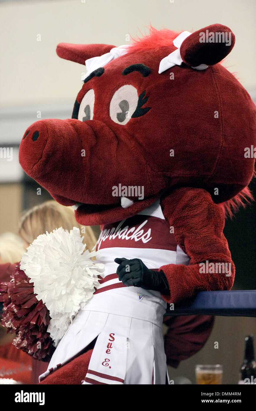 Arkansas razorbacks mascot hi-res stock photography and images - Alamy