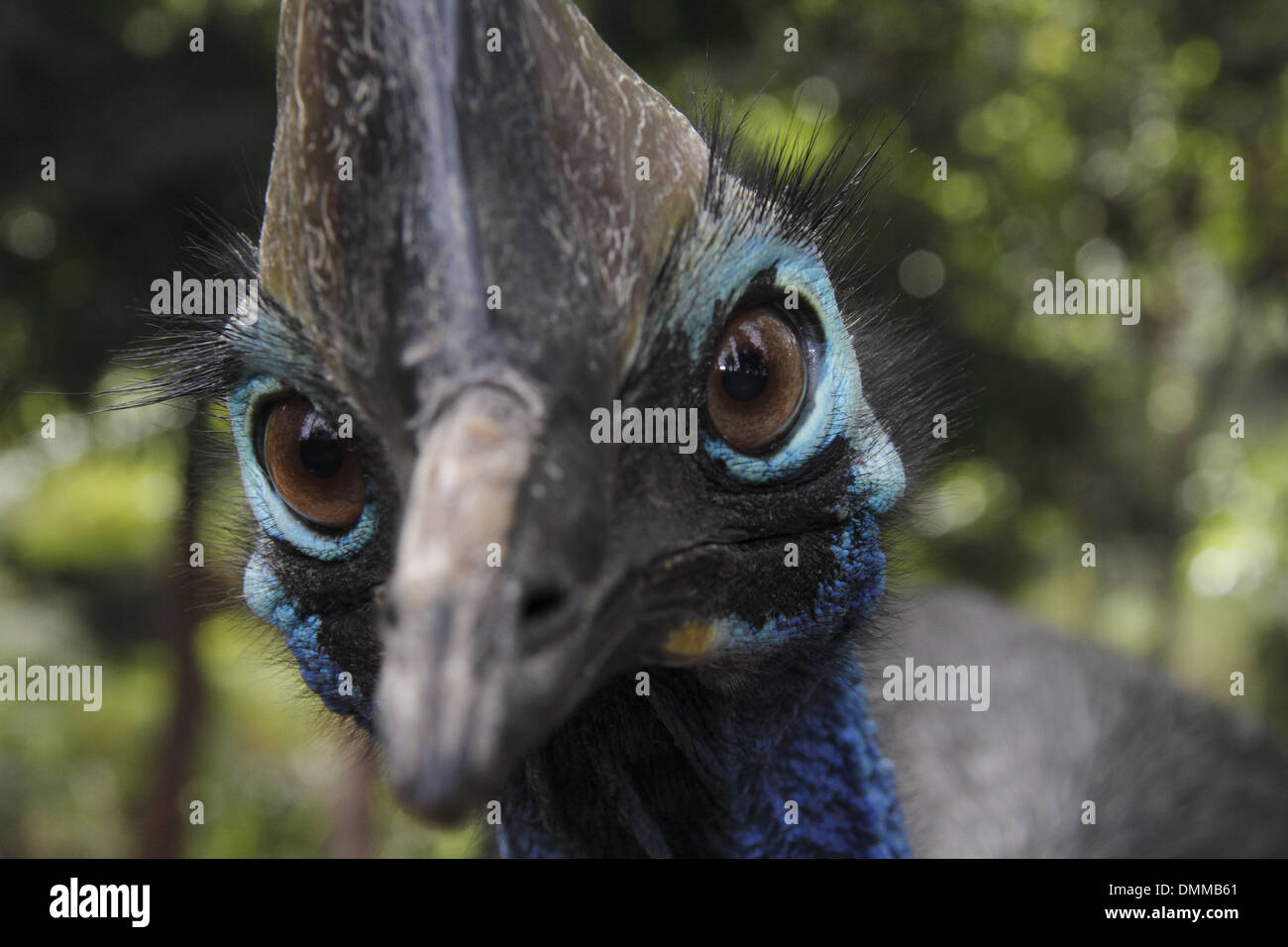 Southern cassowary close-up Stock Photo - Alamy