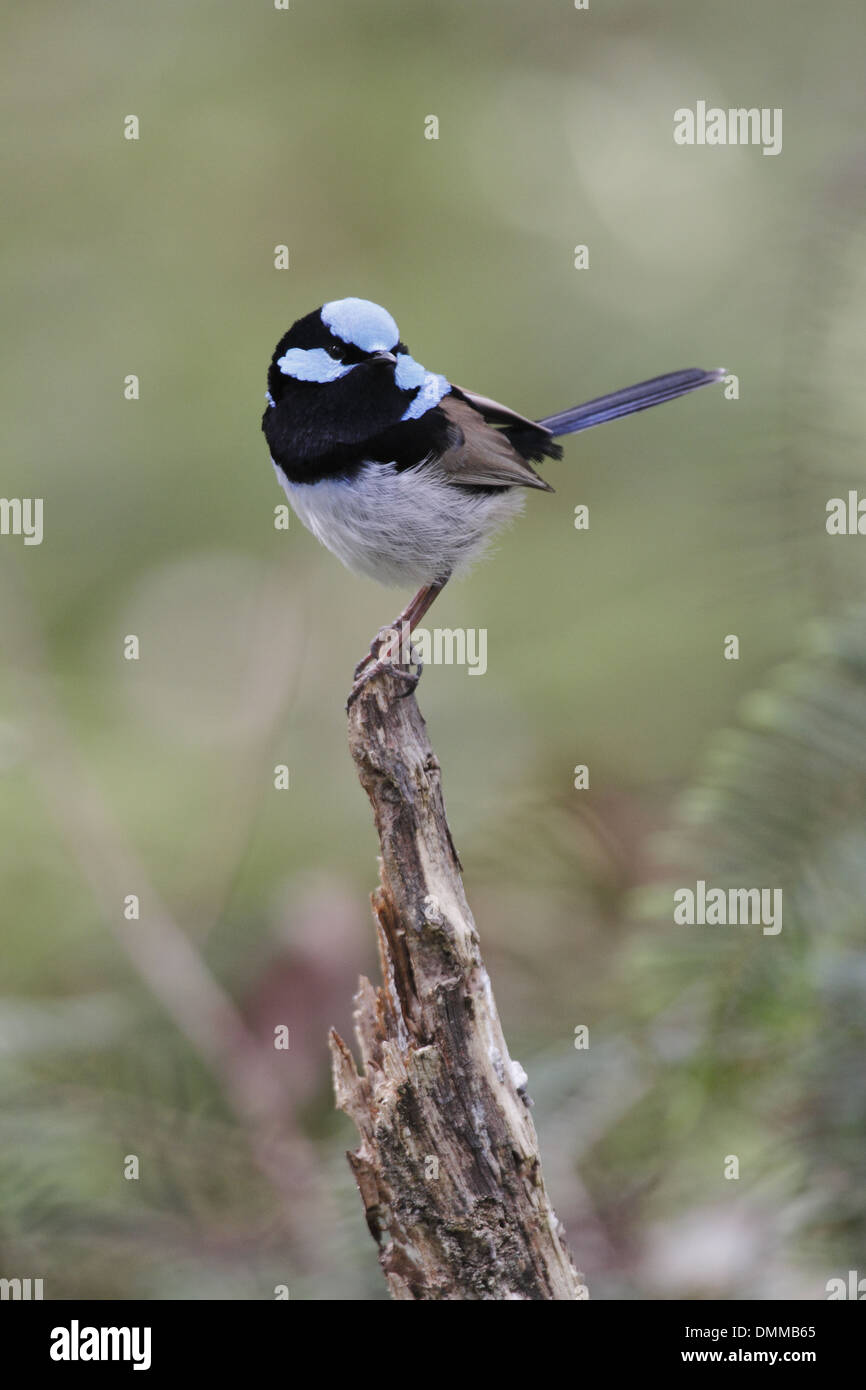 Male australian wren hi-res stock photography and images - Alamy