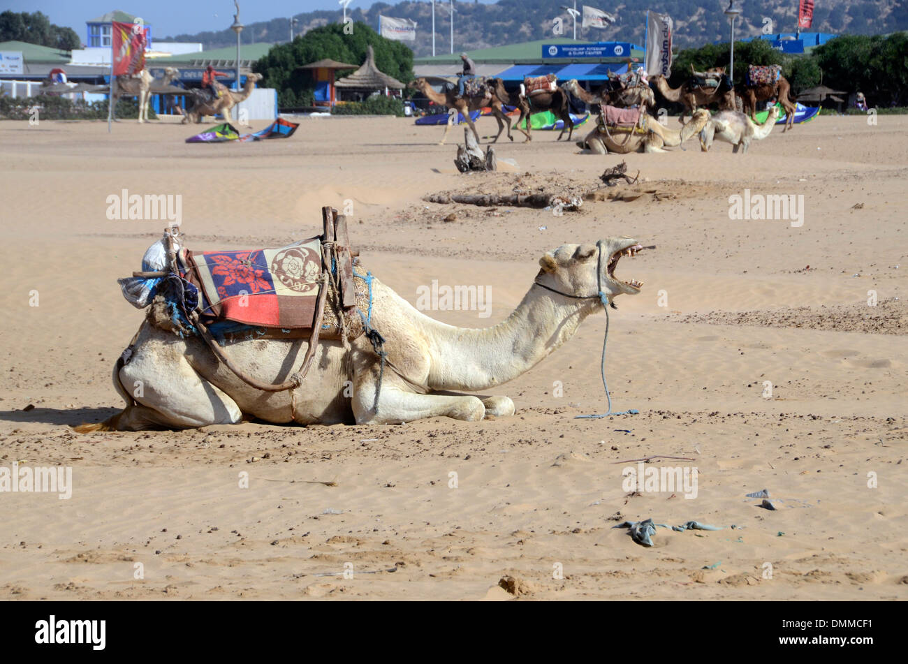 Camel riding hi-res stock photography and images - Alamy