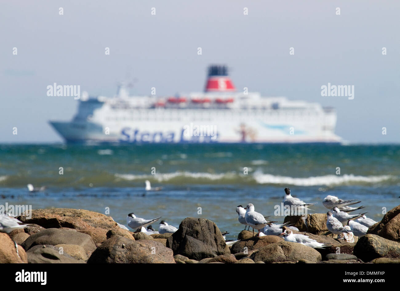 Sea birds and a ferry approaching Frederikshavn Stock Photo - Alamy