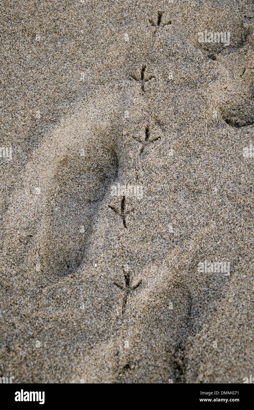 Bird footsteps on beach hi-res stock photography and images - Alamy