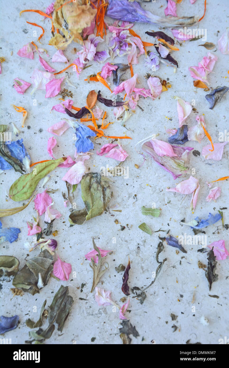 Petals decay hi-res stock photography and images - Alamy