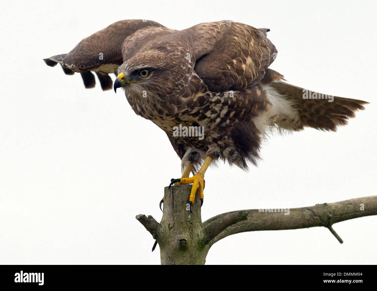 A common buzzard photographed in Sieversdorf, Germany, 15 December 2013 ...