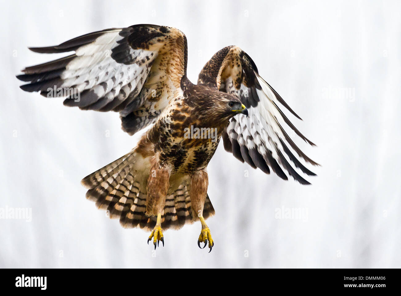 A common buzzard photographed in Sieversdorf, Germany, 15 December 2013 ...