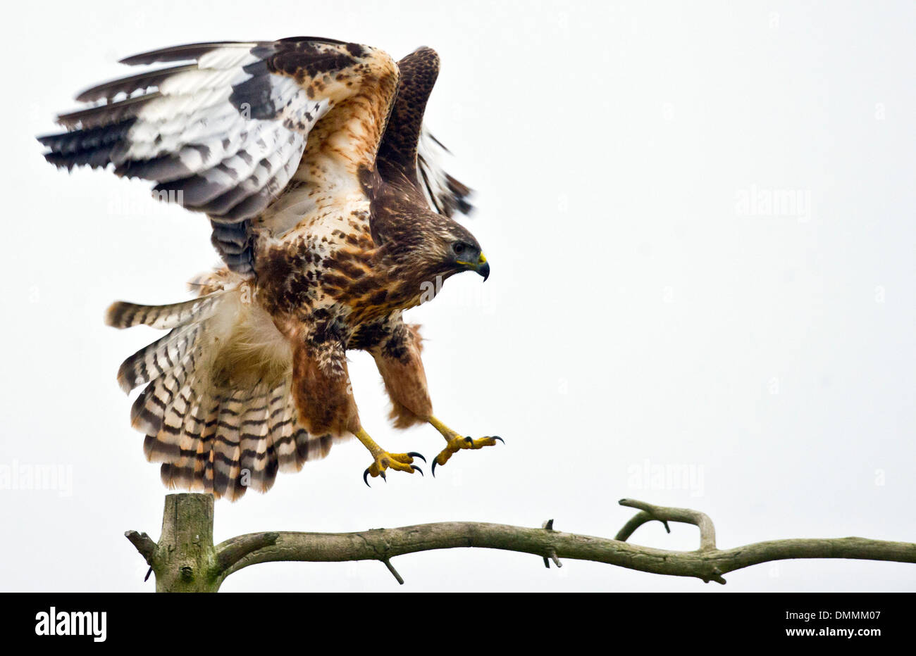 A common buzzard photographed in Sieversdorf, Germany, 15 December 2013 ...