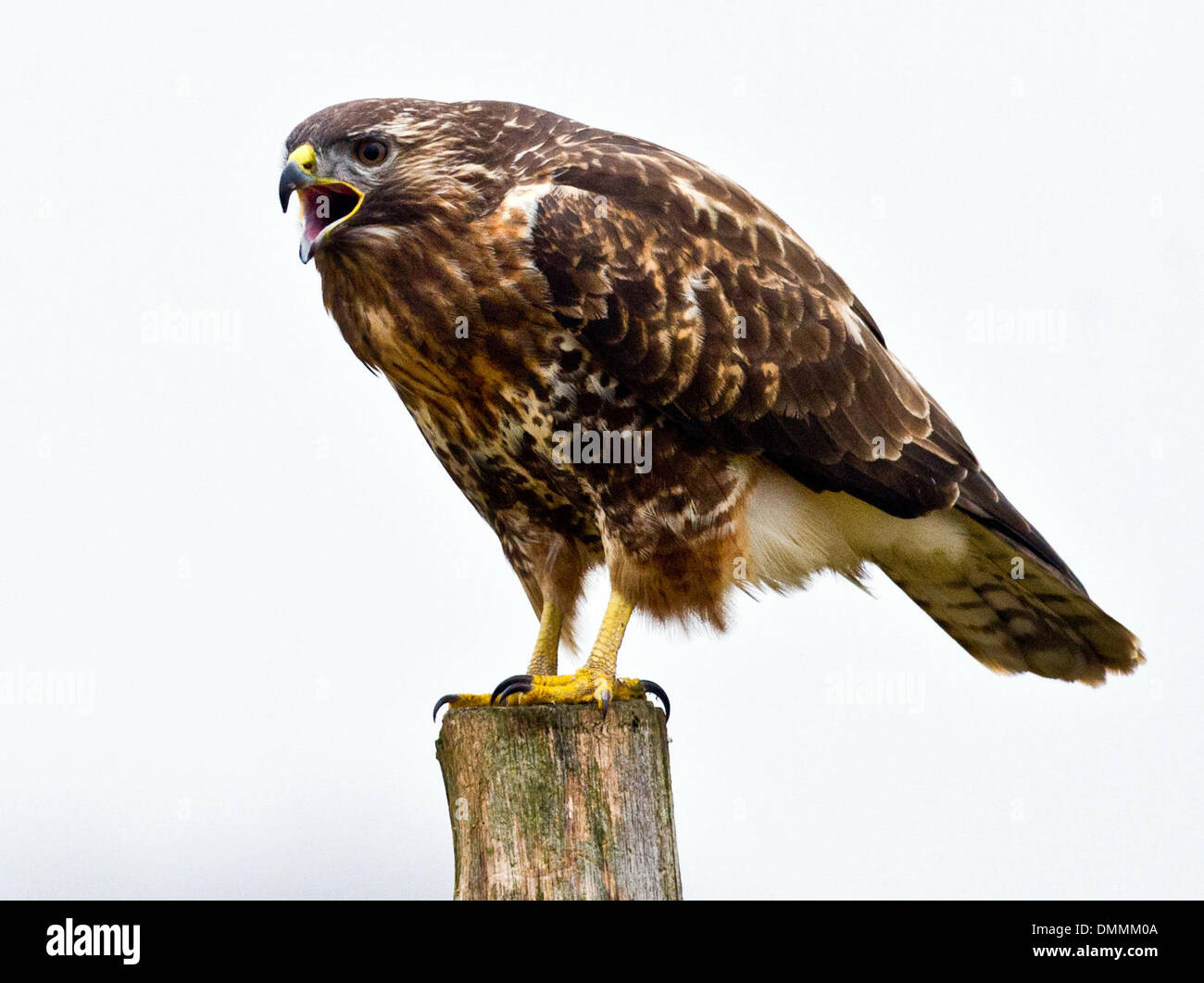 A common buzzard photographed in Sieversdorf, Germany, 15 December 2013 ...