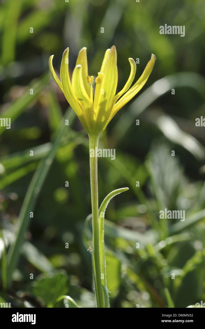 Meadow gagea hi-res stock photography and images - Alamy