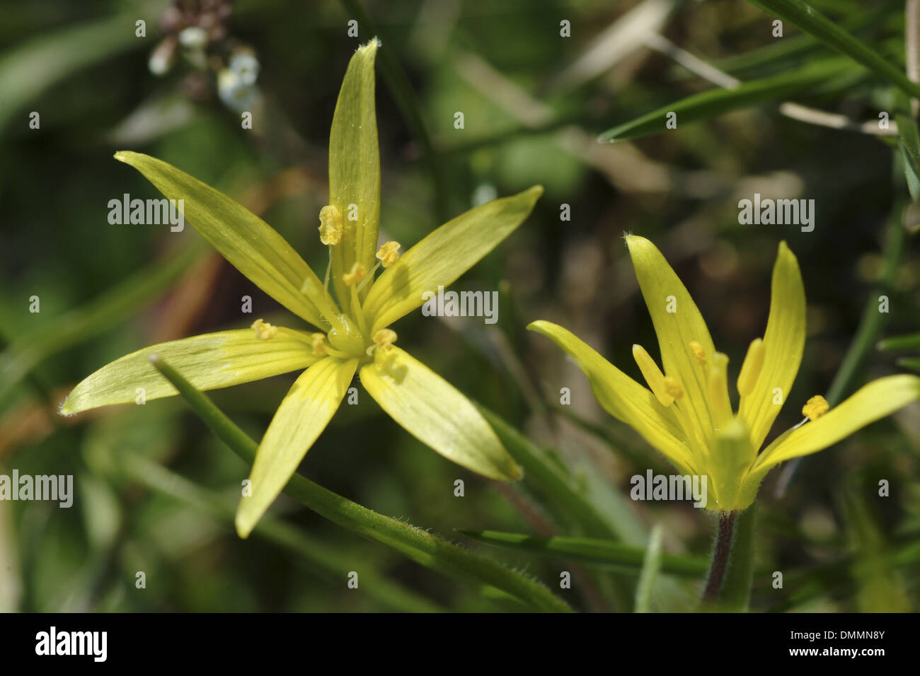 Gagea pratensis hi-res stock photography and images - Alamy