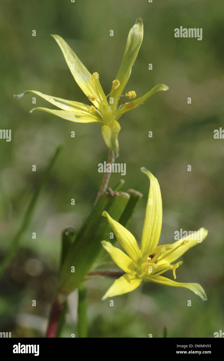 field gagea, gagea villosa Stock Photo - Alamy