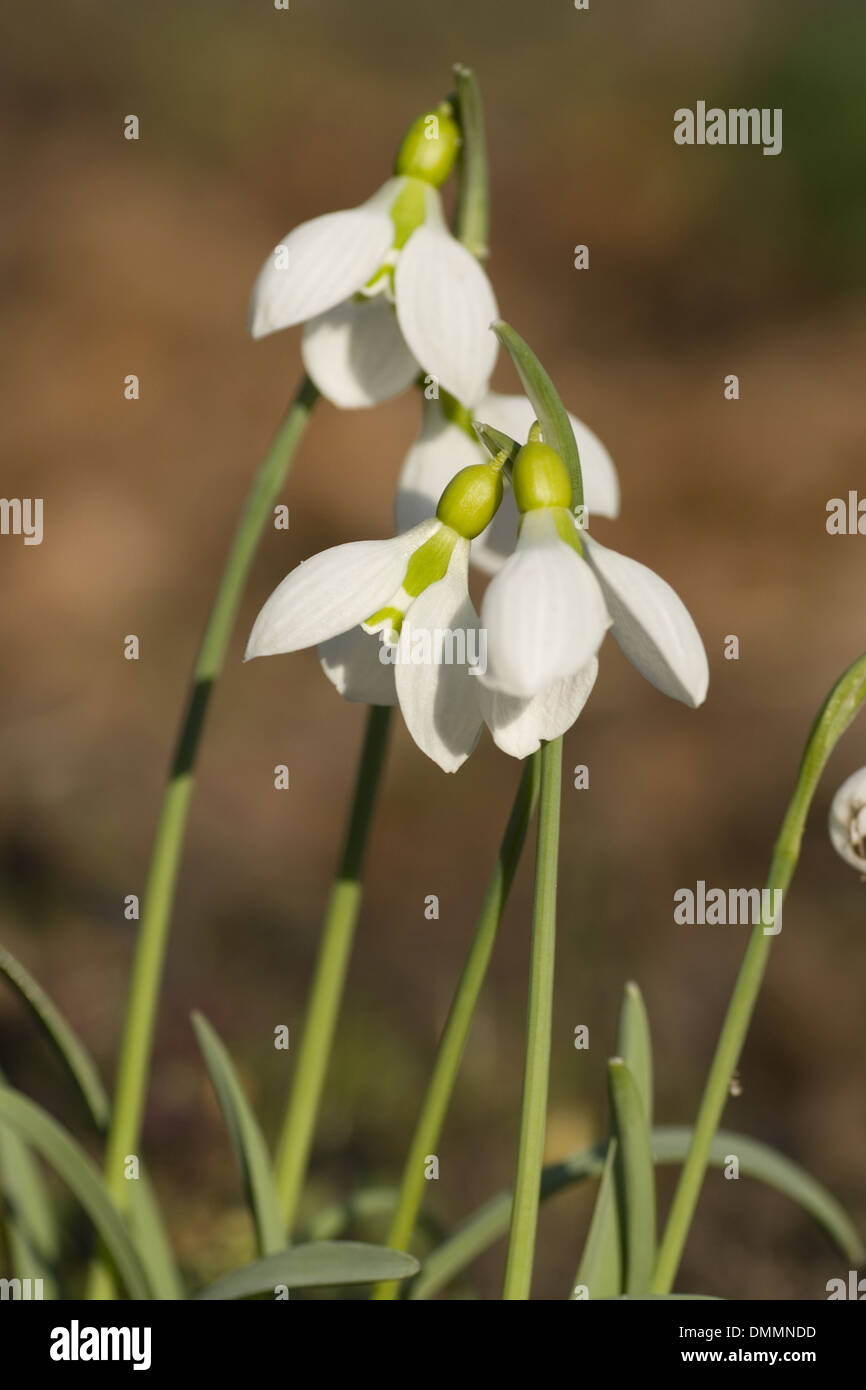 common snowdrop, galanthus nivalis Stock Photo - Alamy