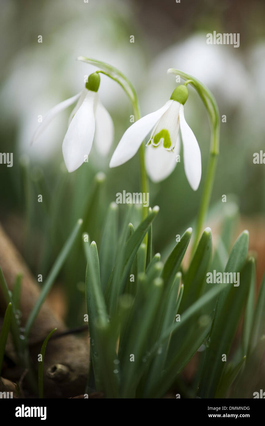 common snowdrop, galanthus nivalis Stock Photo - Alamy