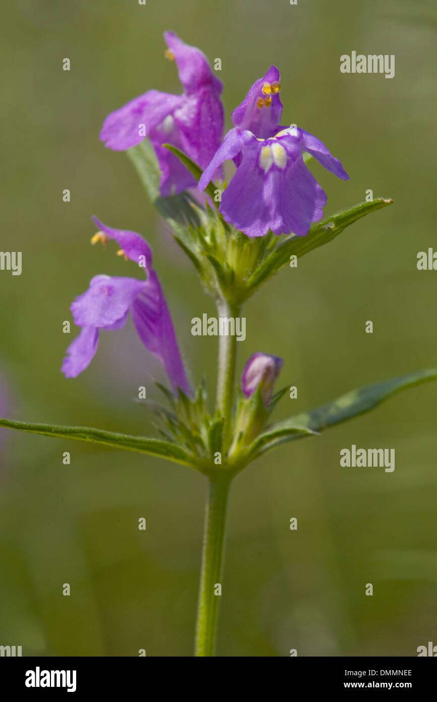 red hemp-nettle, galeopsis angustifolia Stock Photo - Alamy