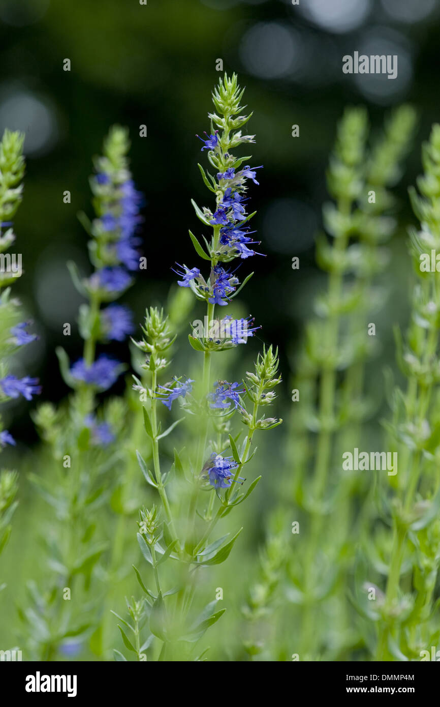 hyssop, hyssopus officinalis Stock Photo - Alamy