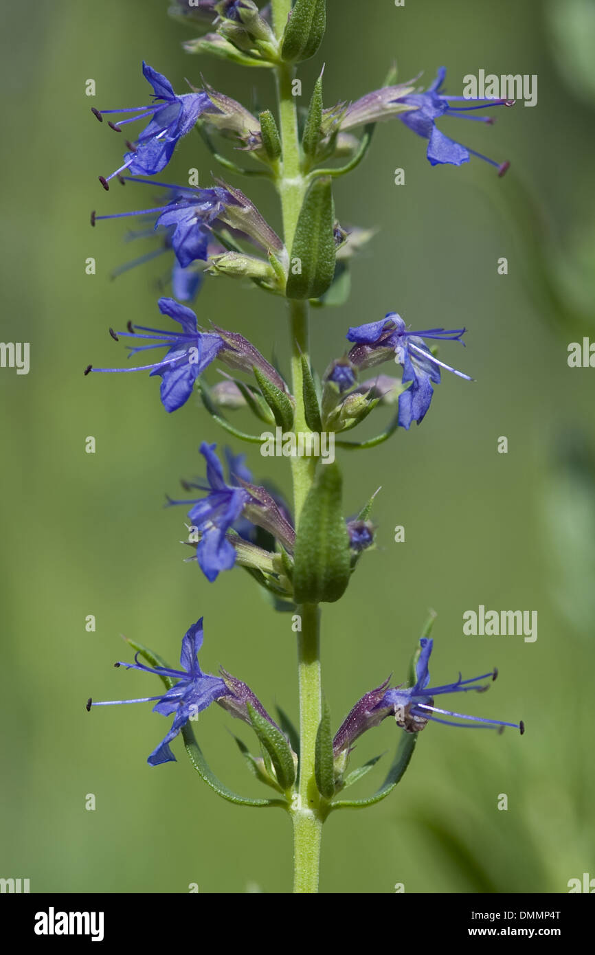 hyssop, hyssopus officinalis Stock Photo - Alamy