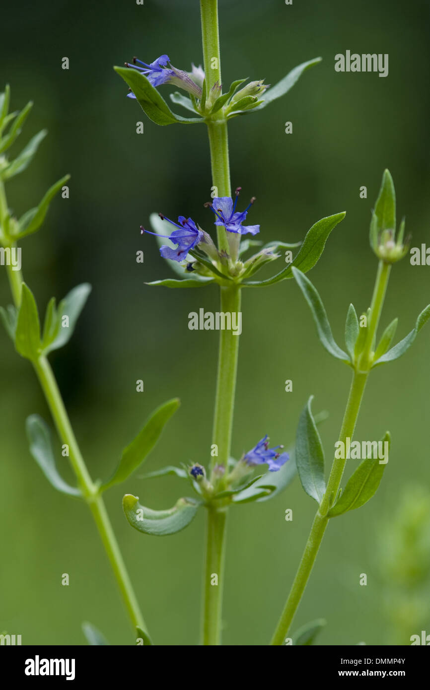 hyssop, hyssopus officinalis Stock Photo - Alamy