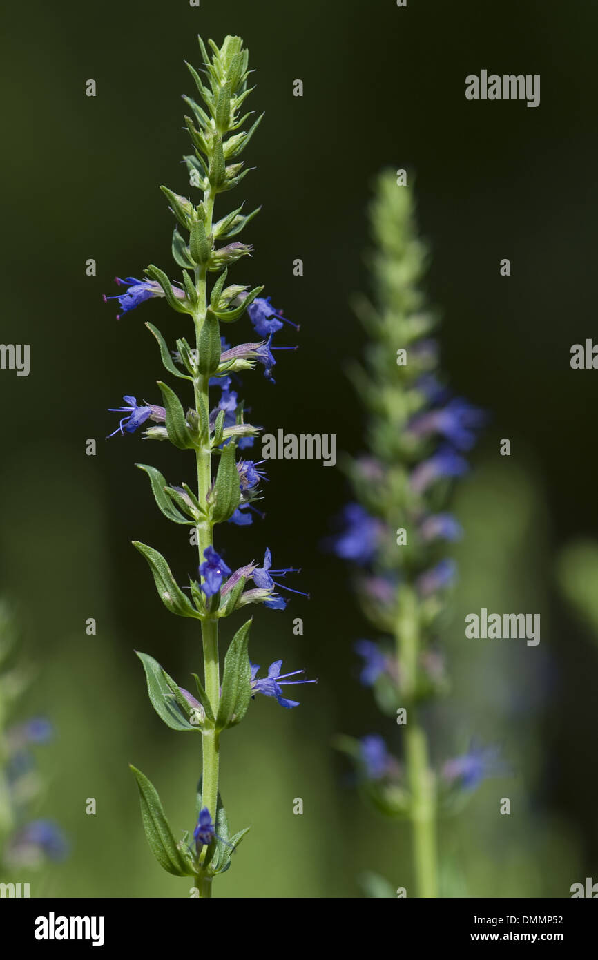 Hyssop hi-res stock photography and images - Alamy