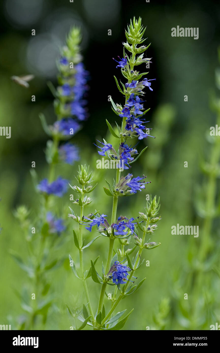 hyssop, hyssopus officinalis Stock Photo - Alamy