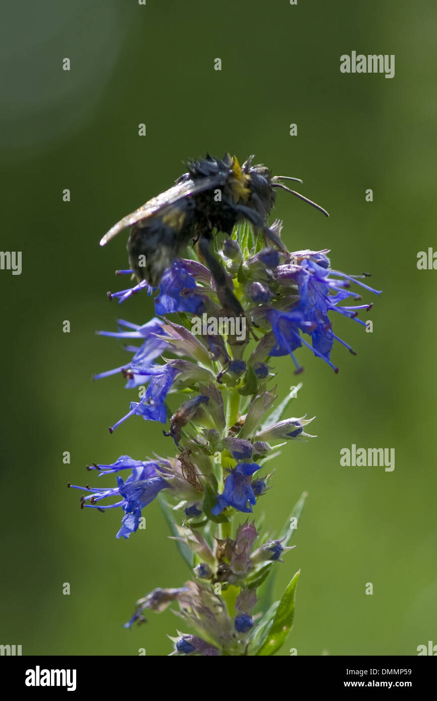 hyssop, hyssopus officinalis Stock Photo - Alamy