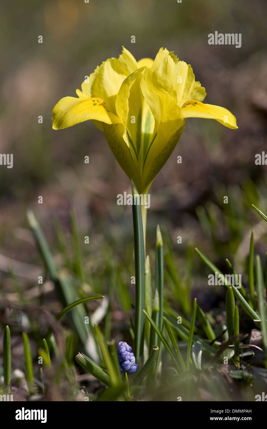 Danford hi-res stock photography and images - Alamy