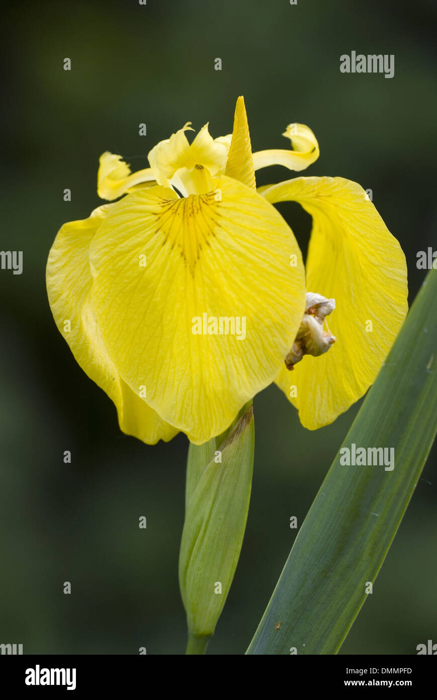 Iris pseudacorus hi-res stock photography and images - Alamy