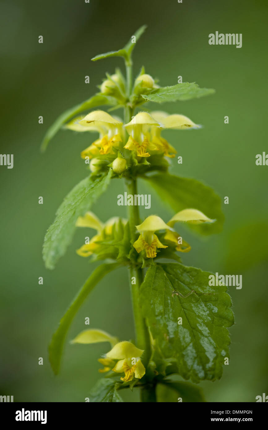 Yellow archangel hi-res stock photography and images - Alamy
