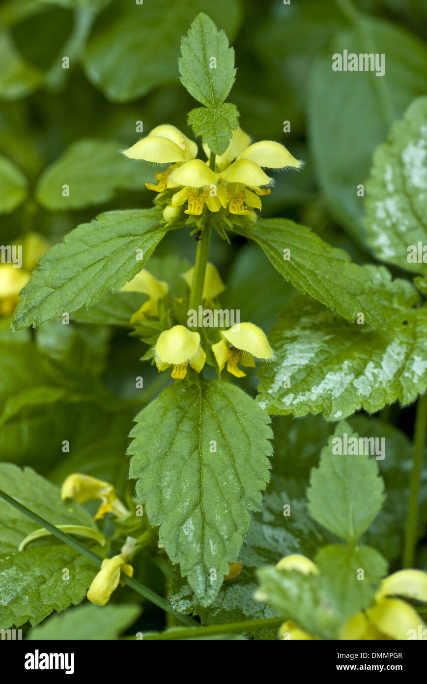Yellow archangel hi-res stock photography and images - Alamy