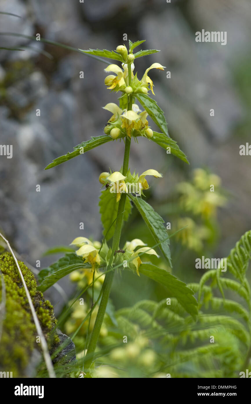 Yellow archangel hi-res stock photography and images - Alamy
