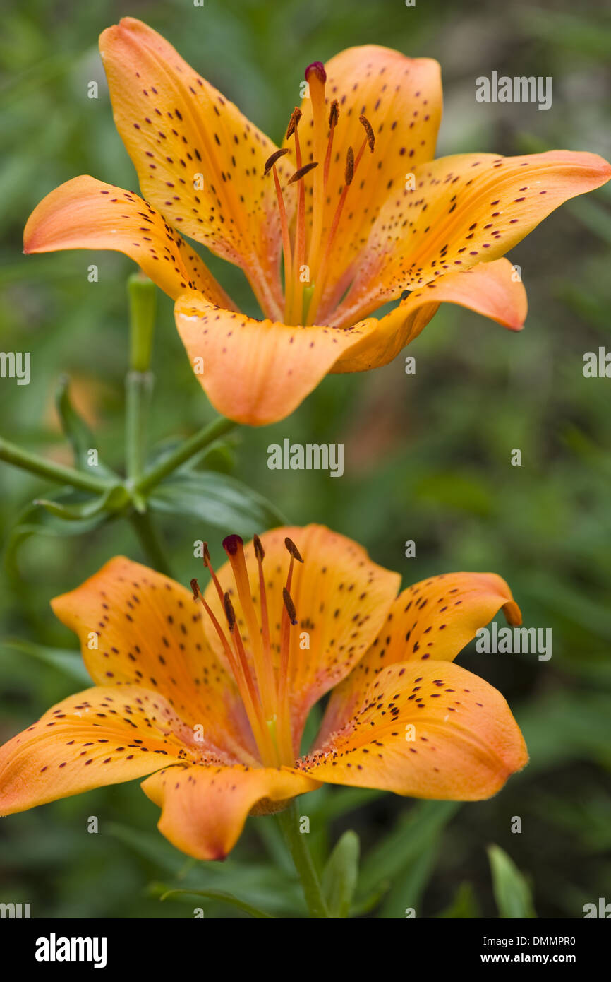 fire lily, lilium bulbiferum Stock Photo - Alamy