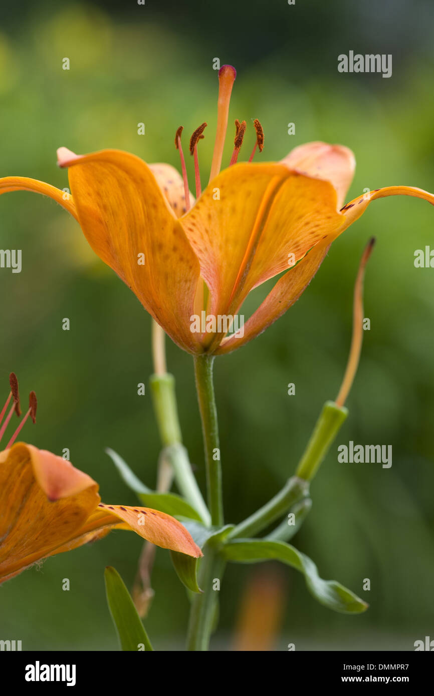 Fire lily hi-res stock photography and images - Alamy