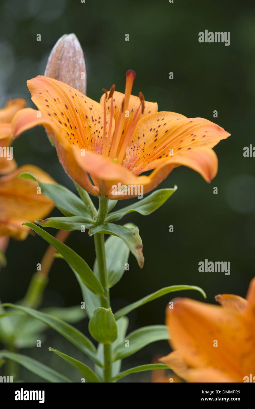 Fire Lilies High Resolution Stock Photography and Images - Alamy