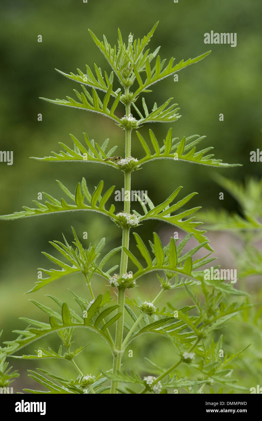 Lycopus hi-res stock photography and images - Alamy