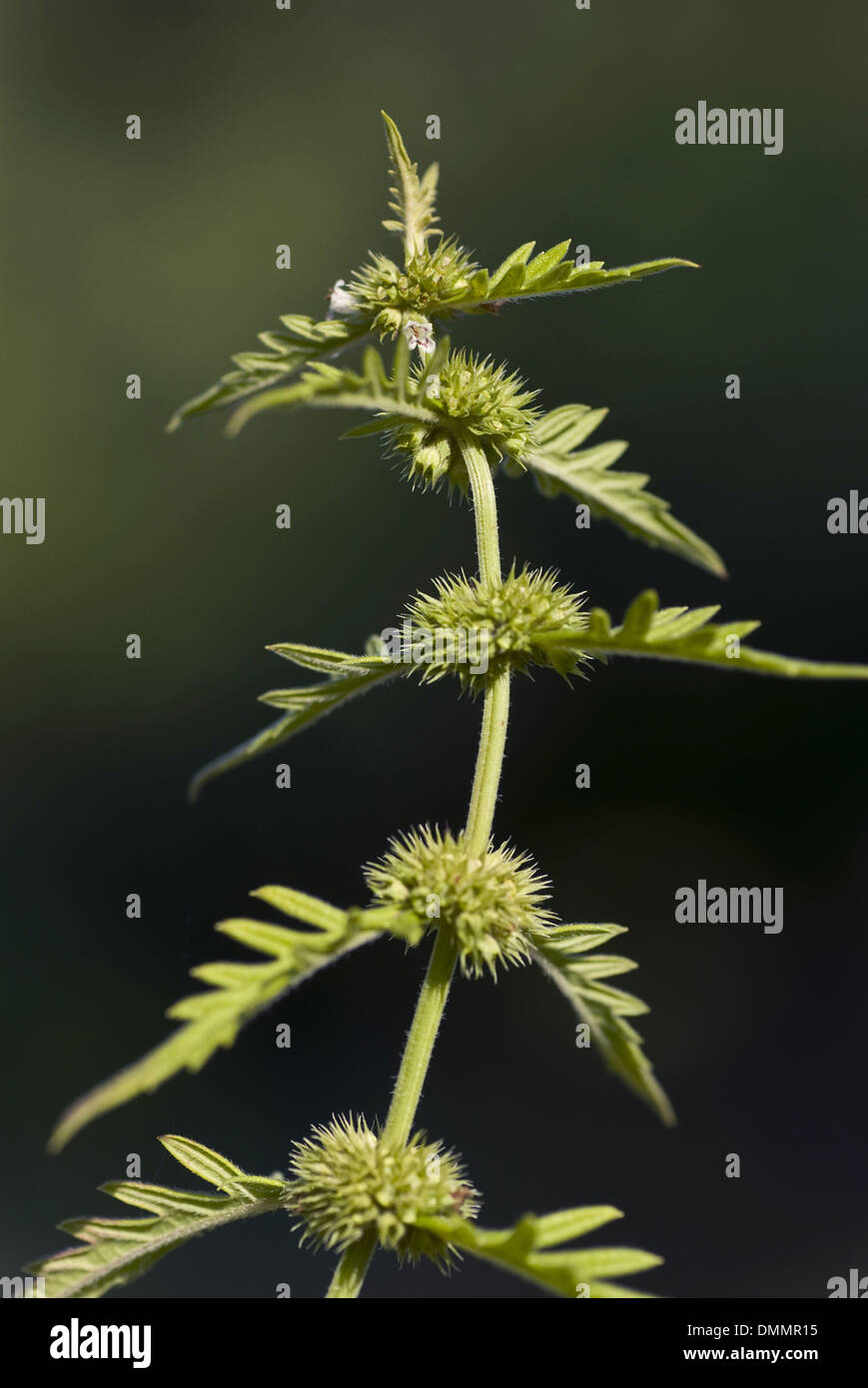 Lycopus High Resolution Stock Photography and Images - Alamy