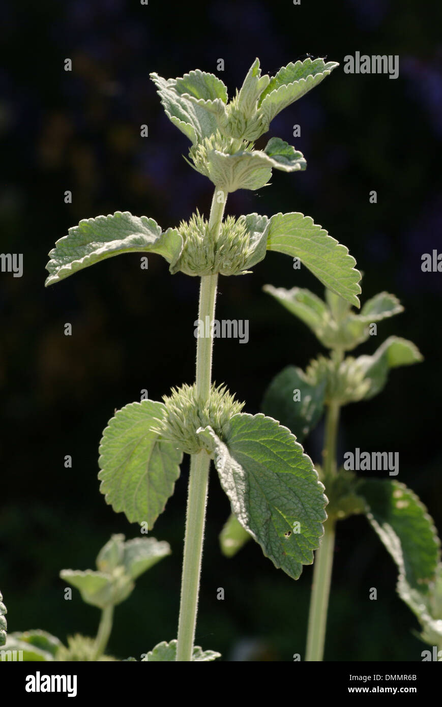 horehound, marrubium incanum Stock Photo - Alamy