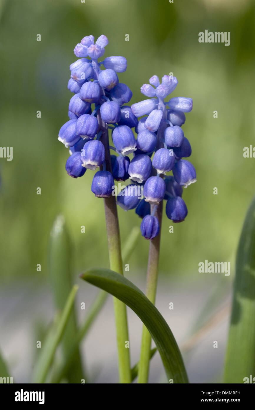 Muscari Botryoides