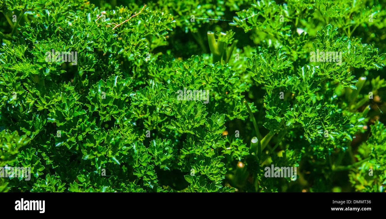 Pasley garden hi-res stock photography and images - Alamy