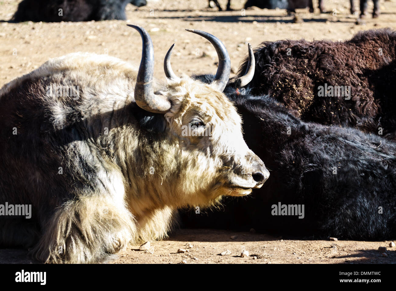 Yak carrying supplies himalayas hi-res stock photography and images - Alamy