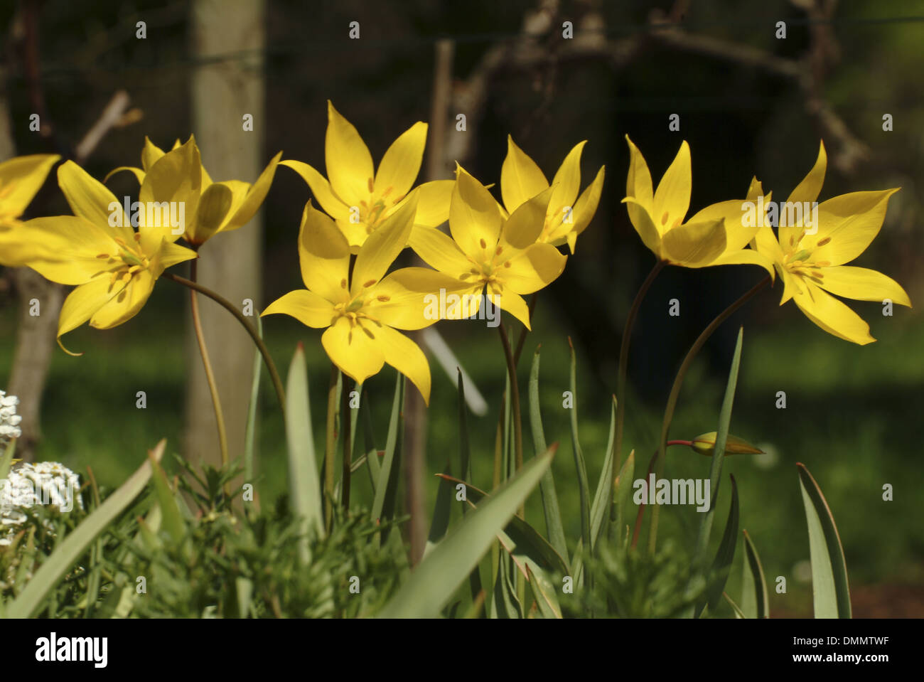 wild tulip, tulipa sylvestris Stock Photo - Alamy