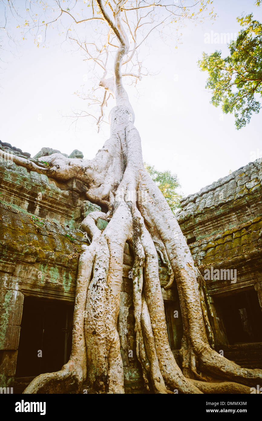 Cambodia, Siem Reap, Angkor, Angkor Wat, tremendous tree roots ...