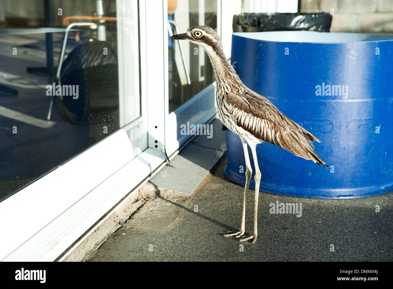 Australian bird with long legs hi-res stock photography and images - Alamy