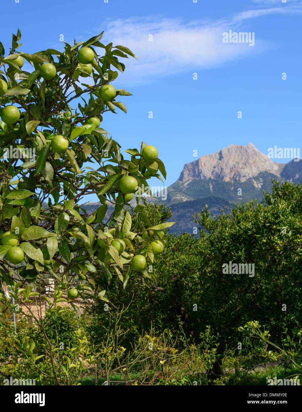 Garden with orange tree bearing plenty of unripe, green citrus fruits ...