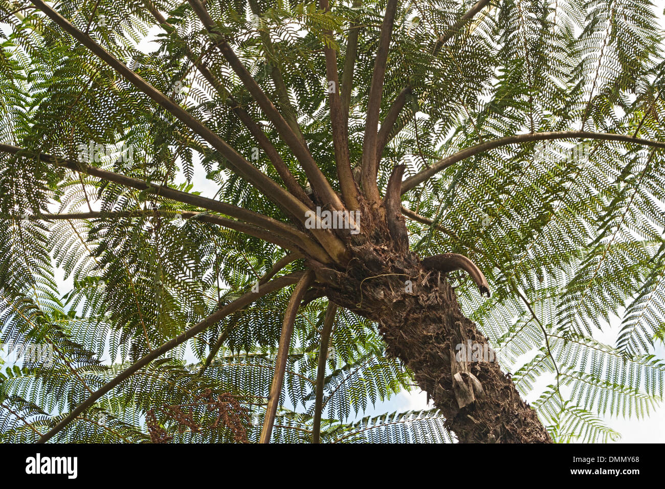 Abstract view of tree fern Stock Photo - Alamy